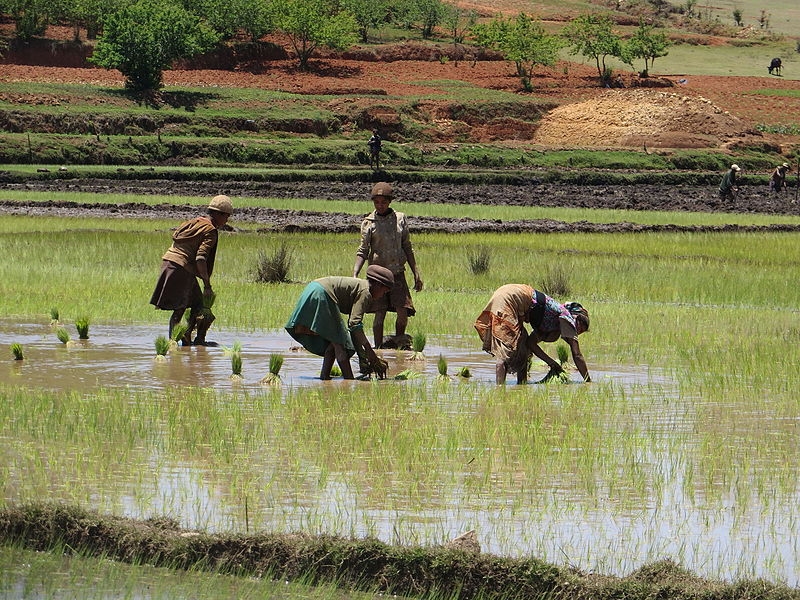 How farmers in Africa are finding ways to sustainably use wetlands ...