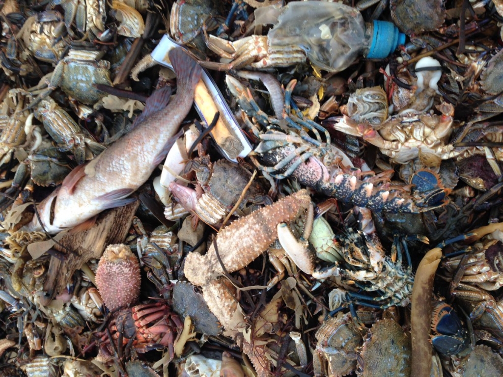 Apocalyptic Scene Visits British Shores, Thousands Of Dead Creatures ...