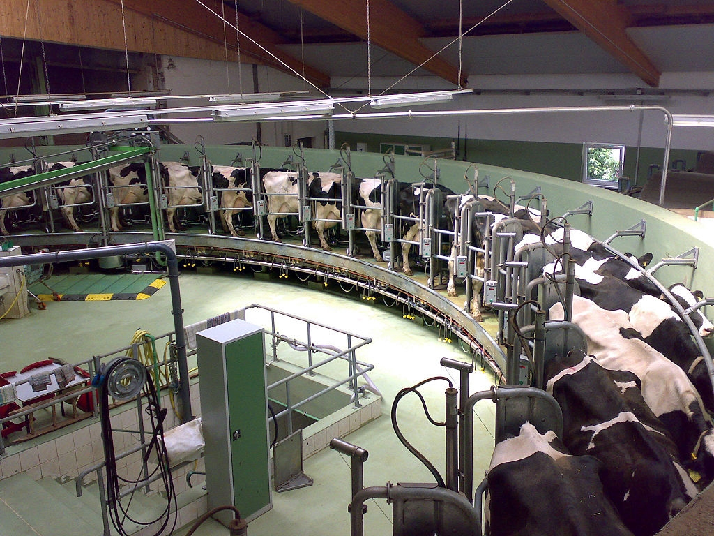 Why farmers are dumping milk down the drain and letting produce rot in ...