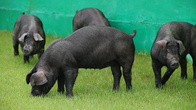 S. Korea to promote local heukdon pigs in meeting demand for premium ...